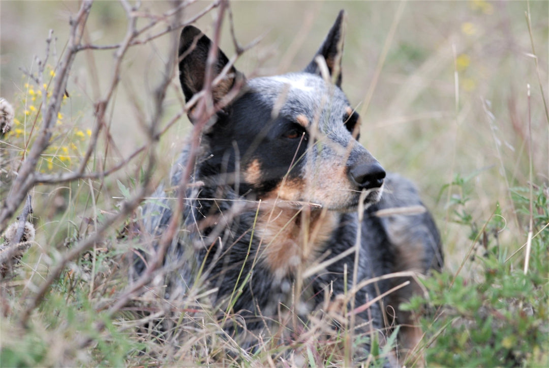 The Saddle House – Wellborn 2R Beef