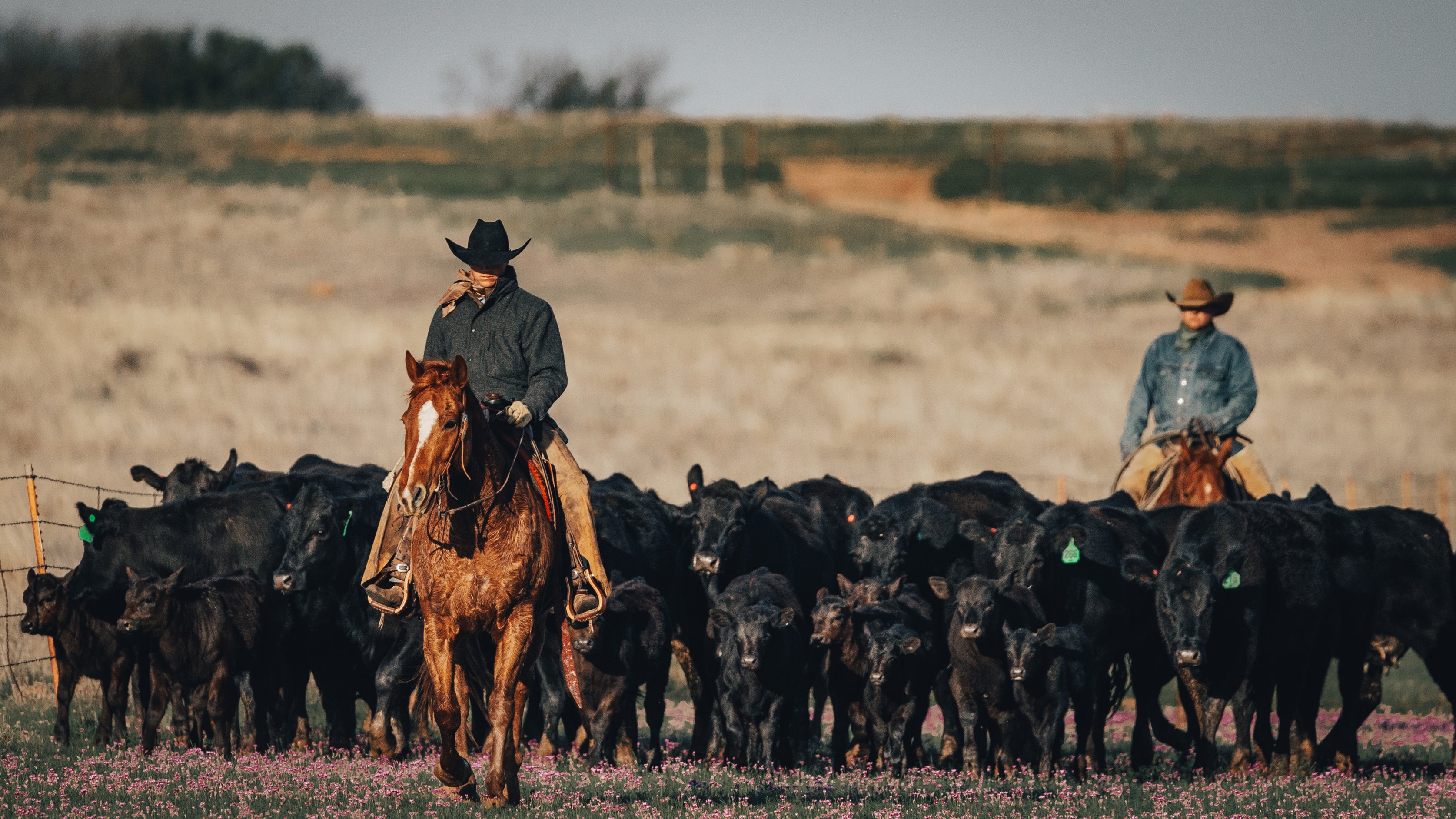 Wellborn 2R Ranch | All Natural Premium Texas Beef – Wellborn 2R Beef